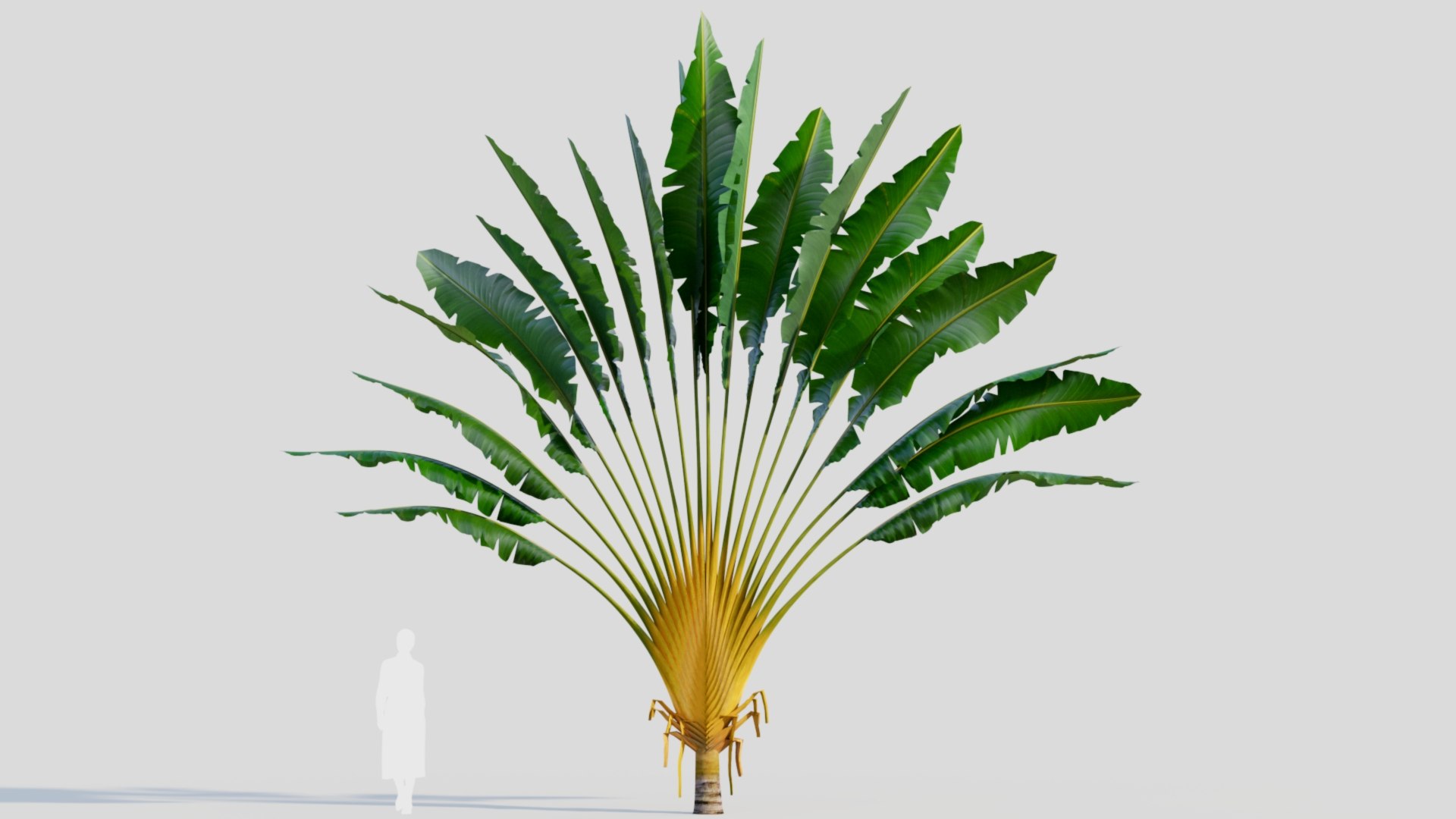 3D Ravenala Madagascariensis C - TurboSquid 2219592