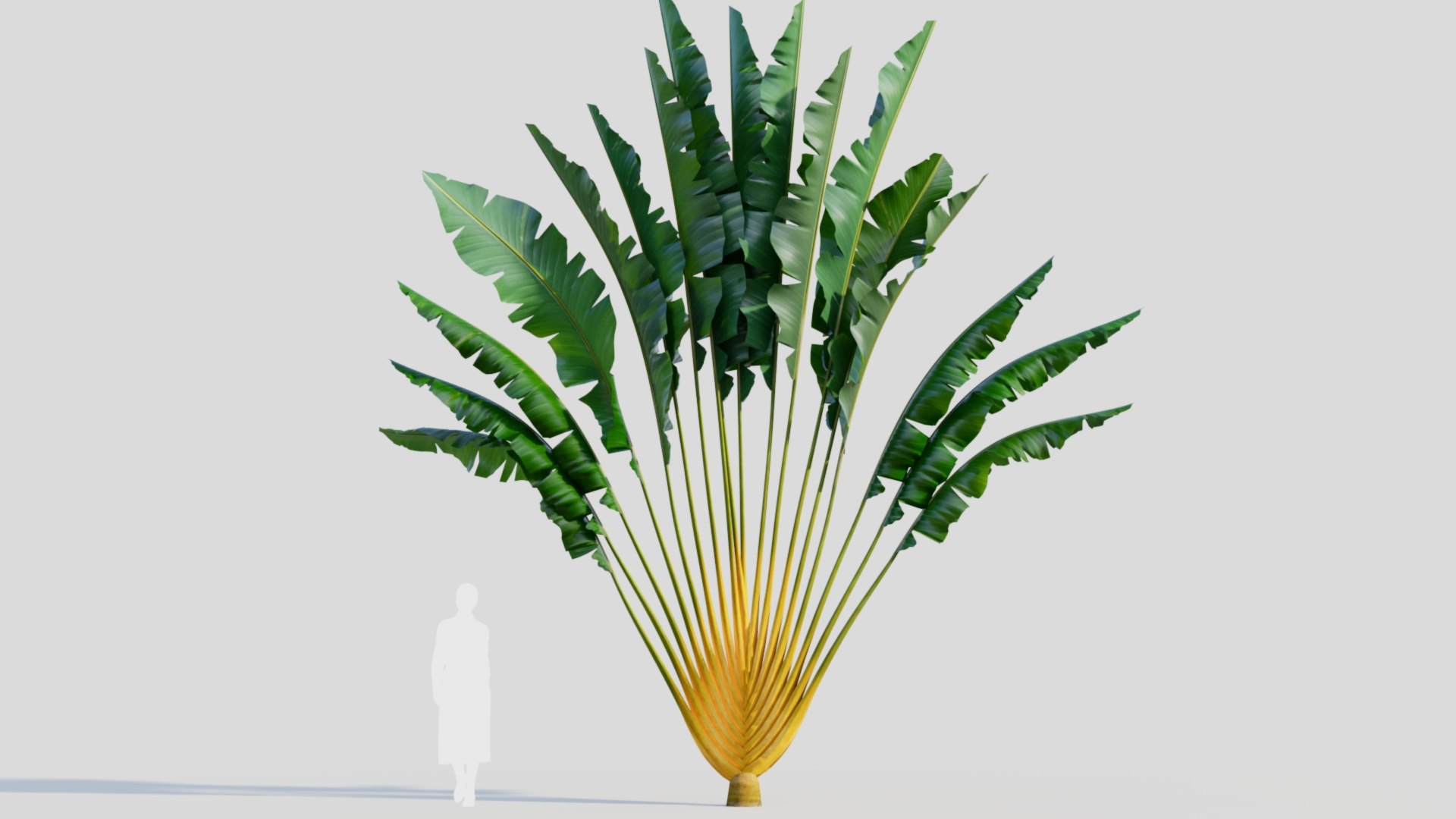 3D Ravenala Madagascariensis C - TurboSquid 2219592
