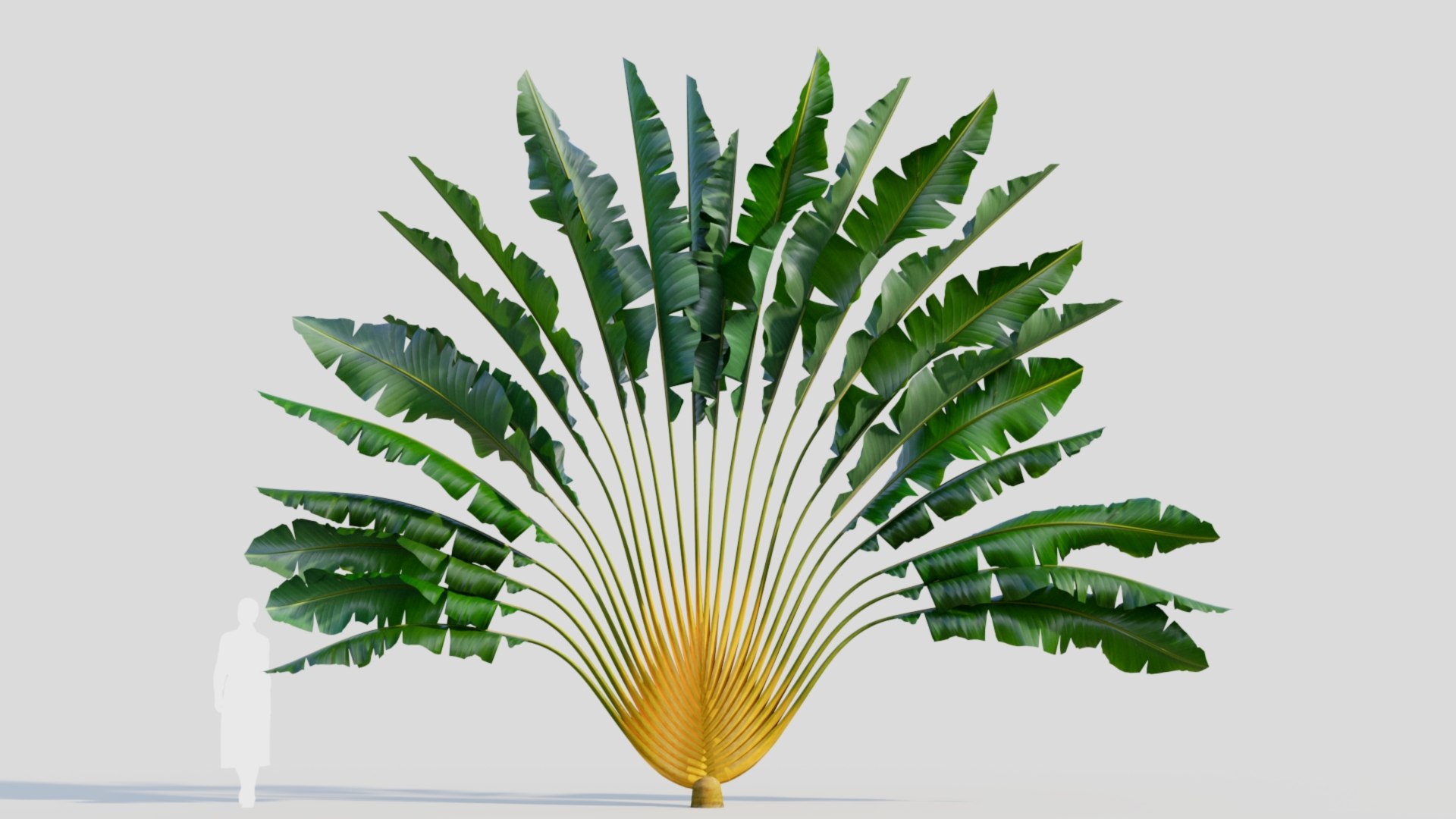3D Ravenala Madagascariensis C - TurboSquid 2219592