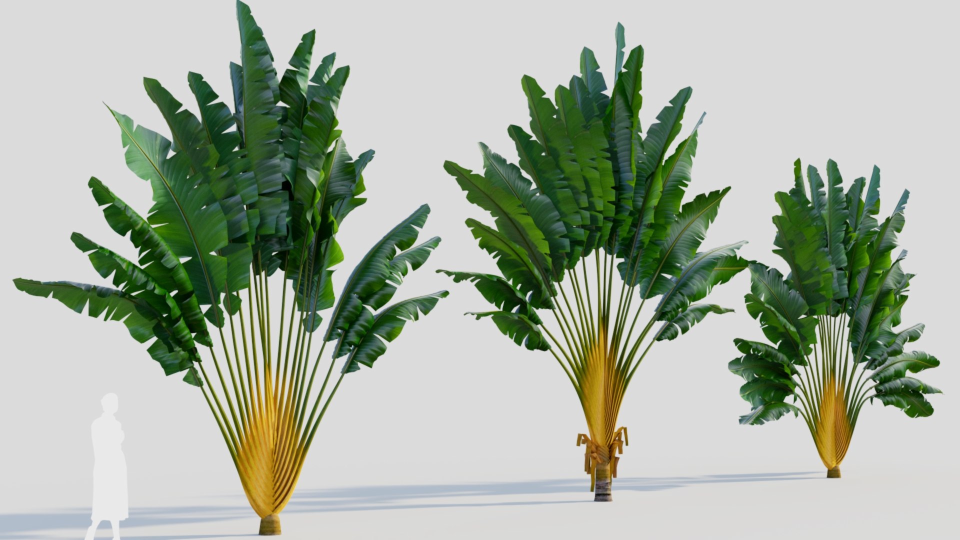 3D Ravenala Madagascariensis C - TurboSquid 2219592