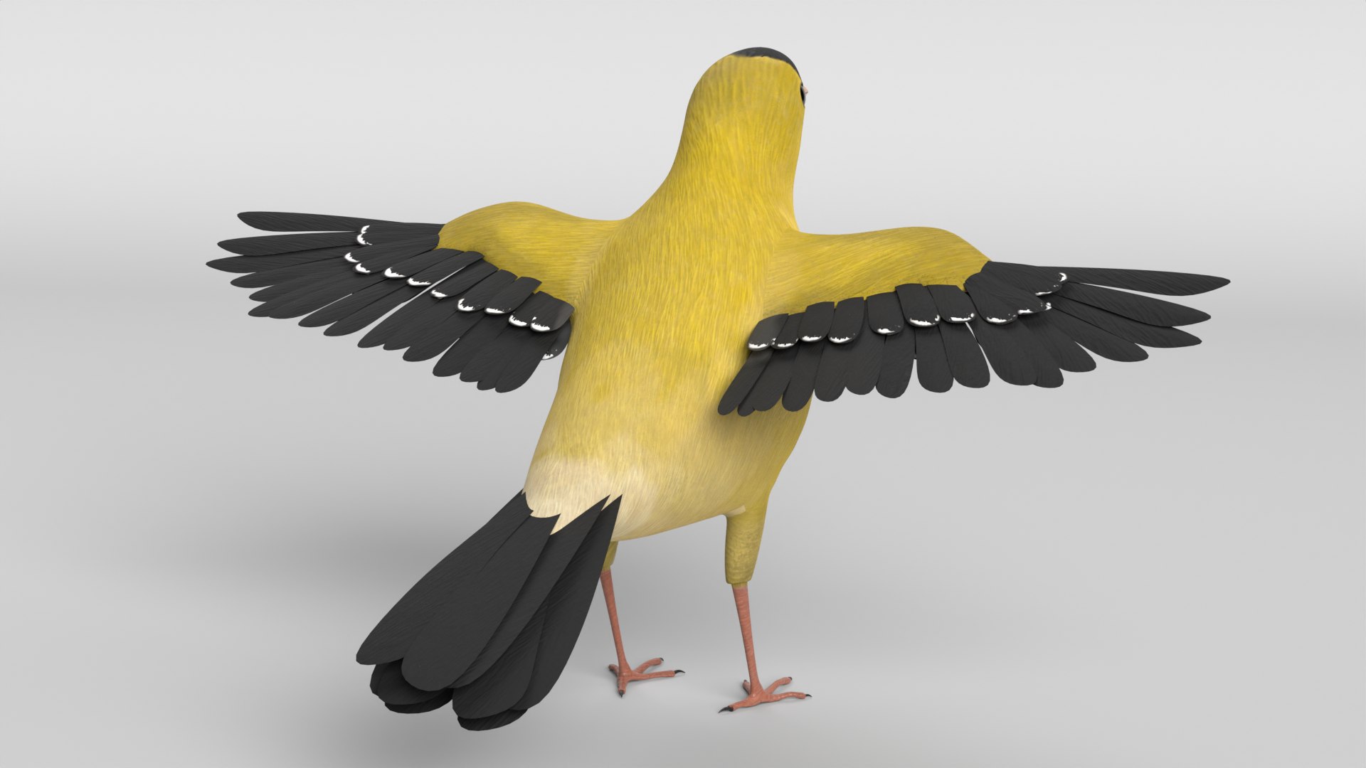 Goldfinch Animated 3D - TurboSquid 2122671