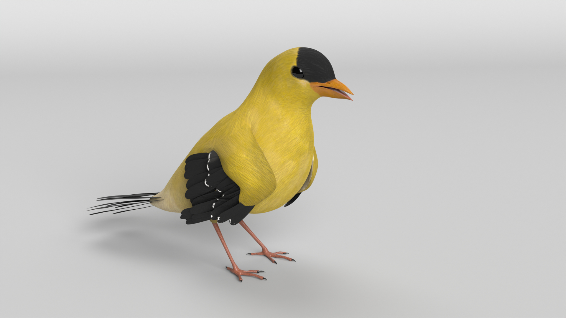 Goldfinch Animated 3d Turbosquid 2122671