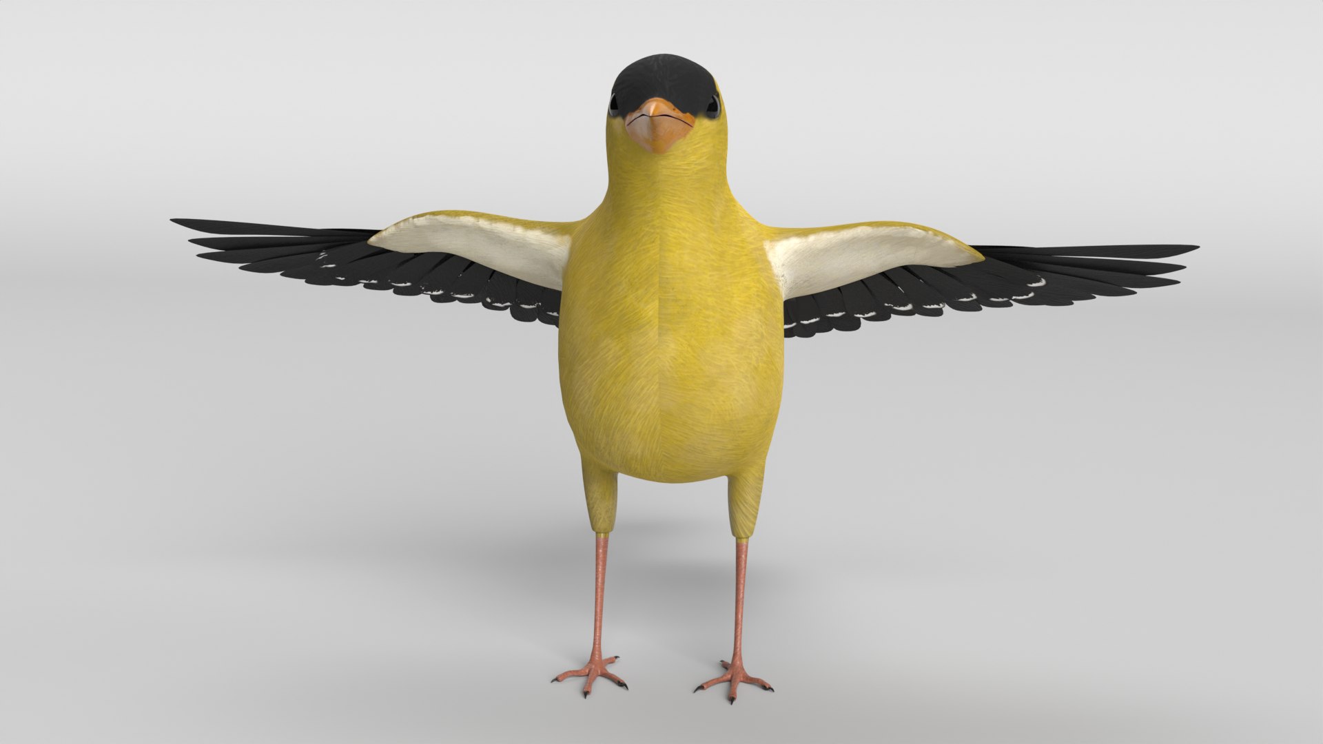 Goldfinch Animated 3D - TurboSquid 2122671