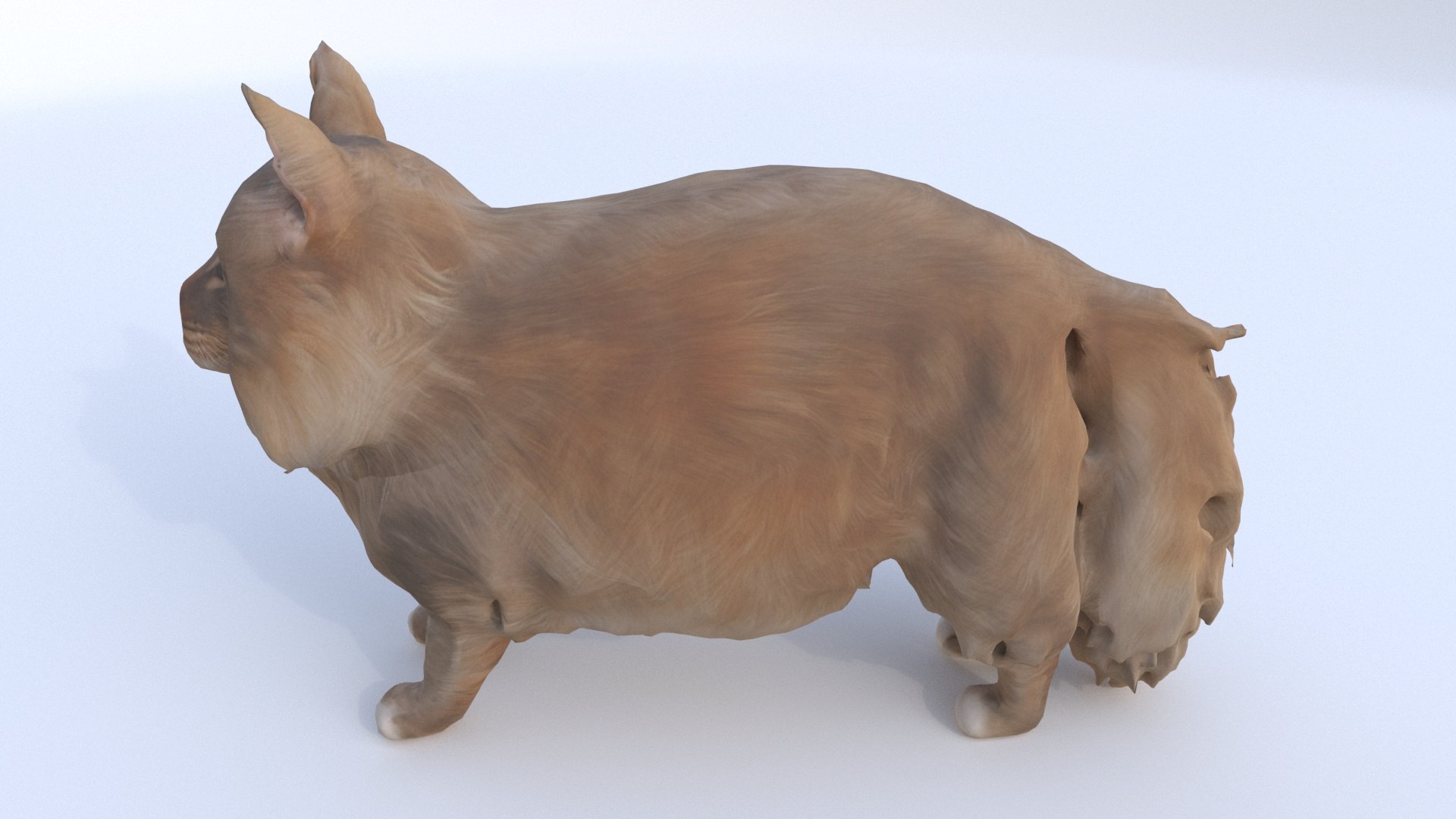 3D Maine Coon Model - TurboSquid 2334354