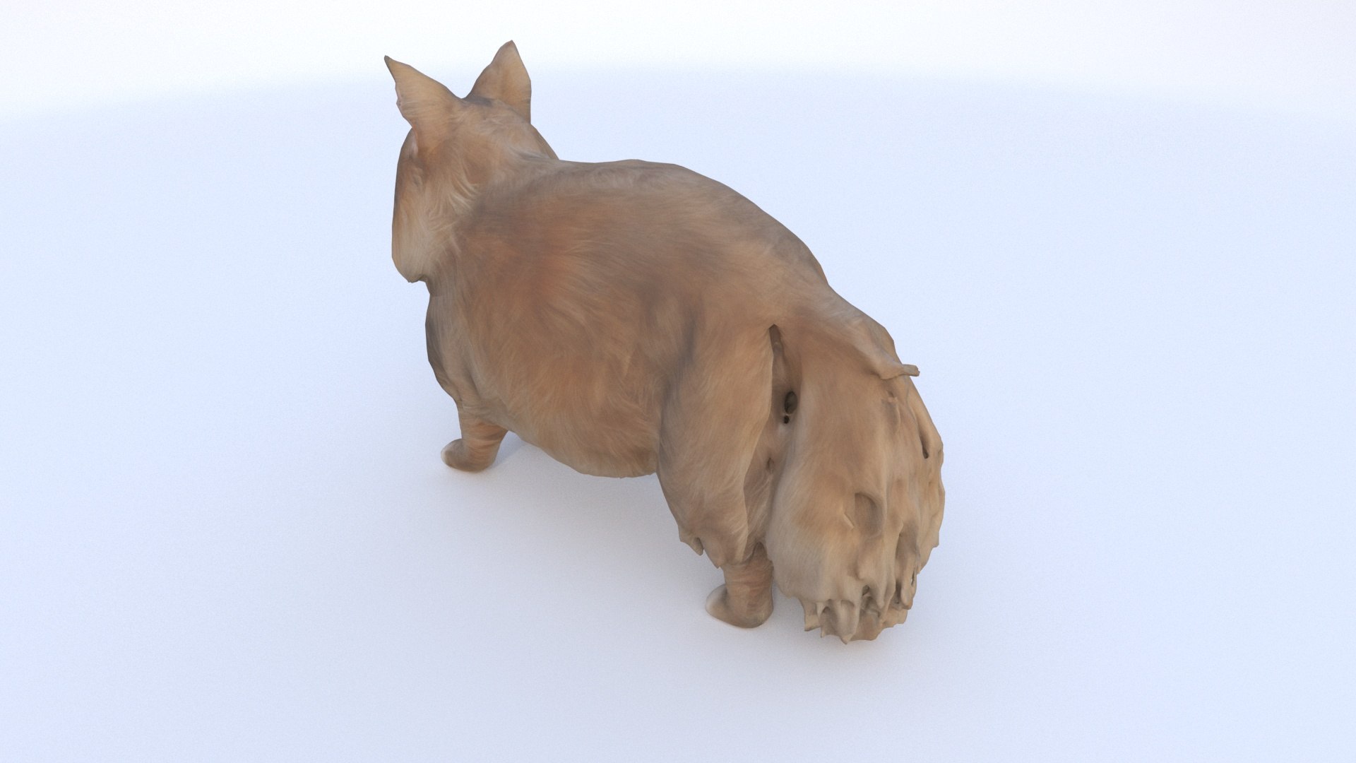 3D Maine Coon Model - TurboSquid 2334354