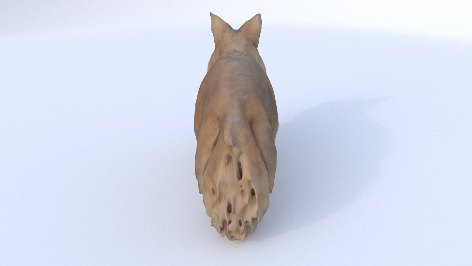 3D Maine Coon Model - TurboSquid 2334354