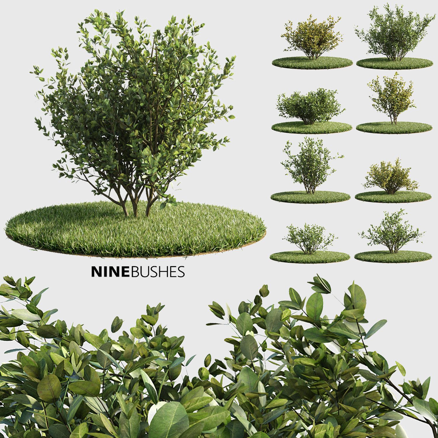 Bushes 3D model - TurboSquid 1343055