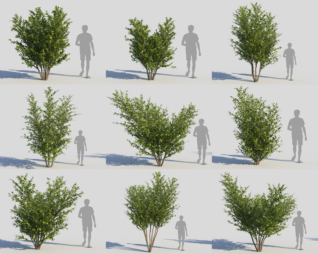 Bushes 3D model - TurboSquid 1343055