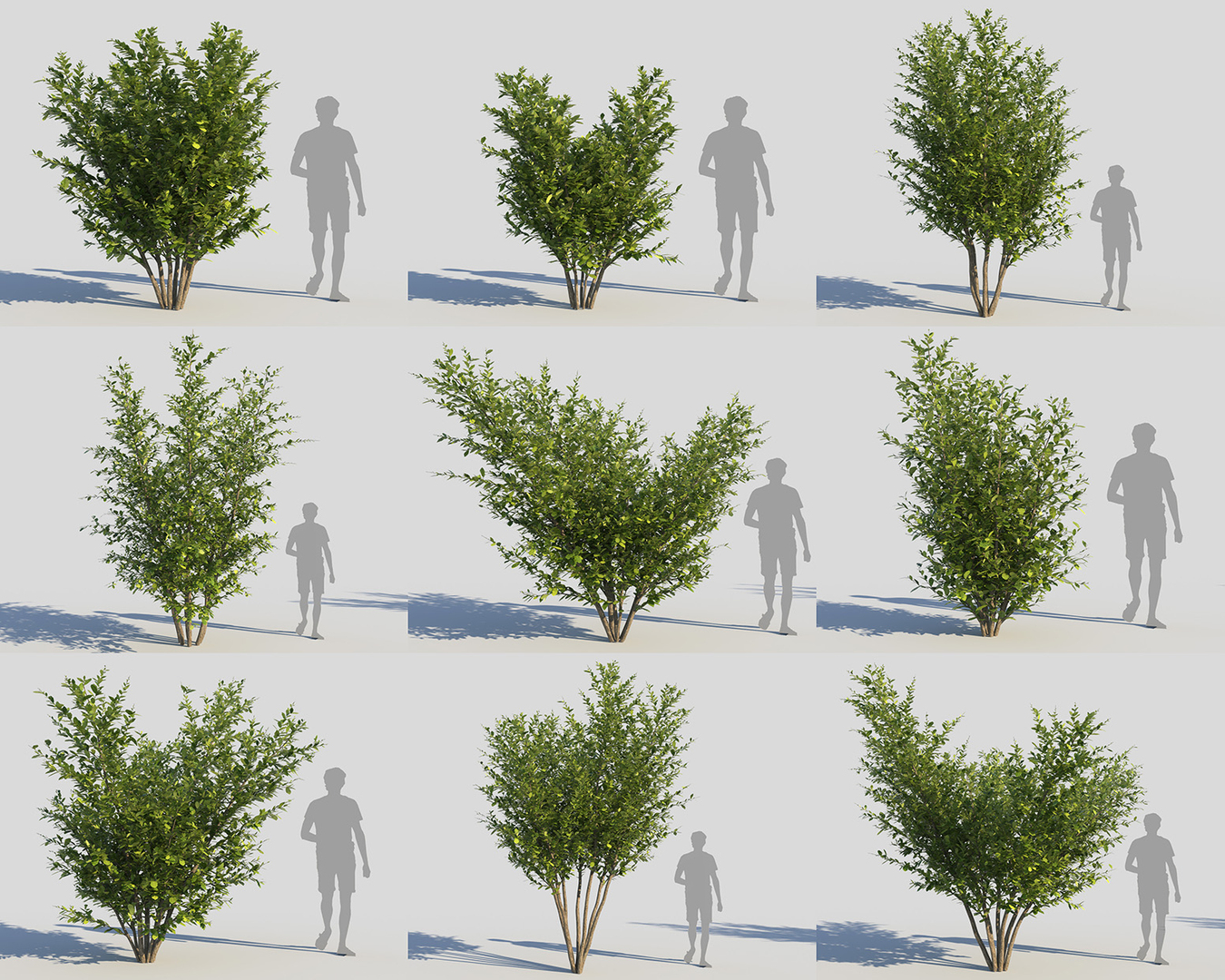 Bushes 3D model - TurboSquid 1343055