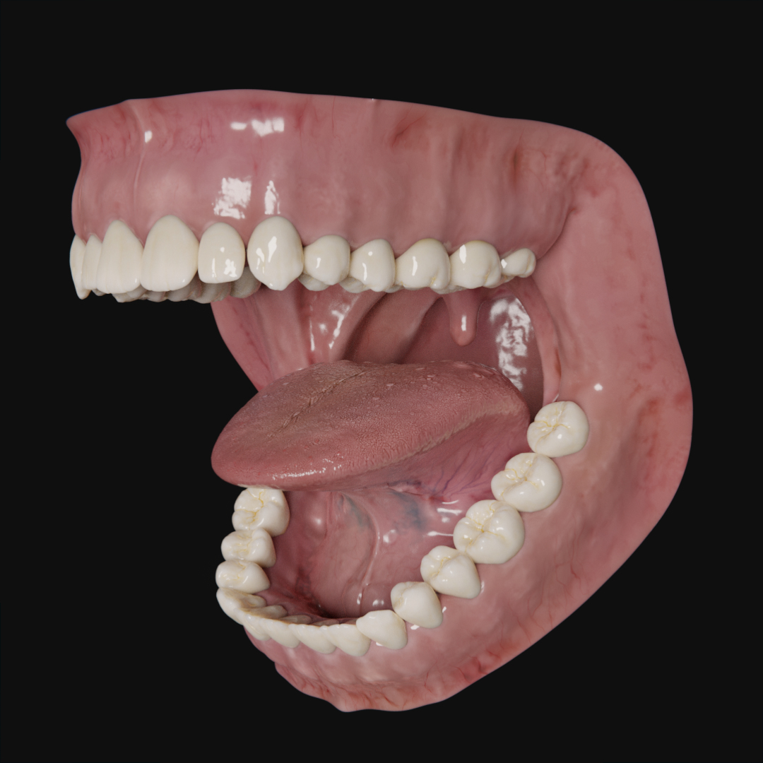 3D human mouth teeth model - TurboSquid 1278134