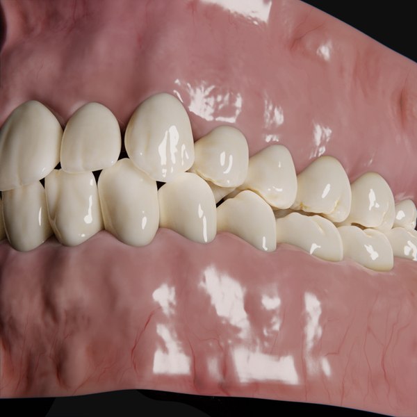 3D human mouth teeth model - TurboSquid 1278134
