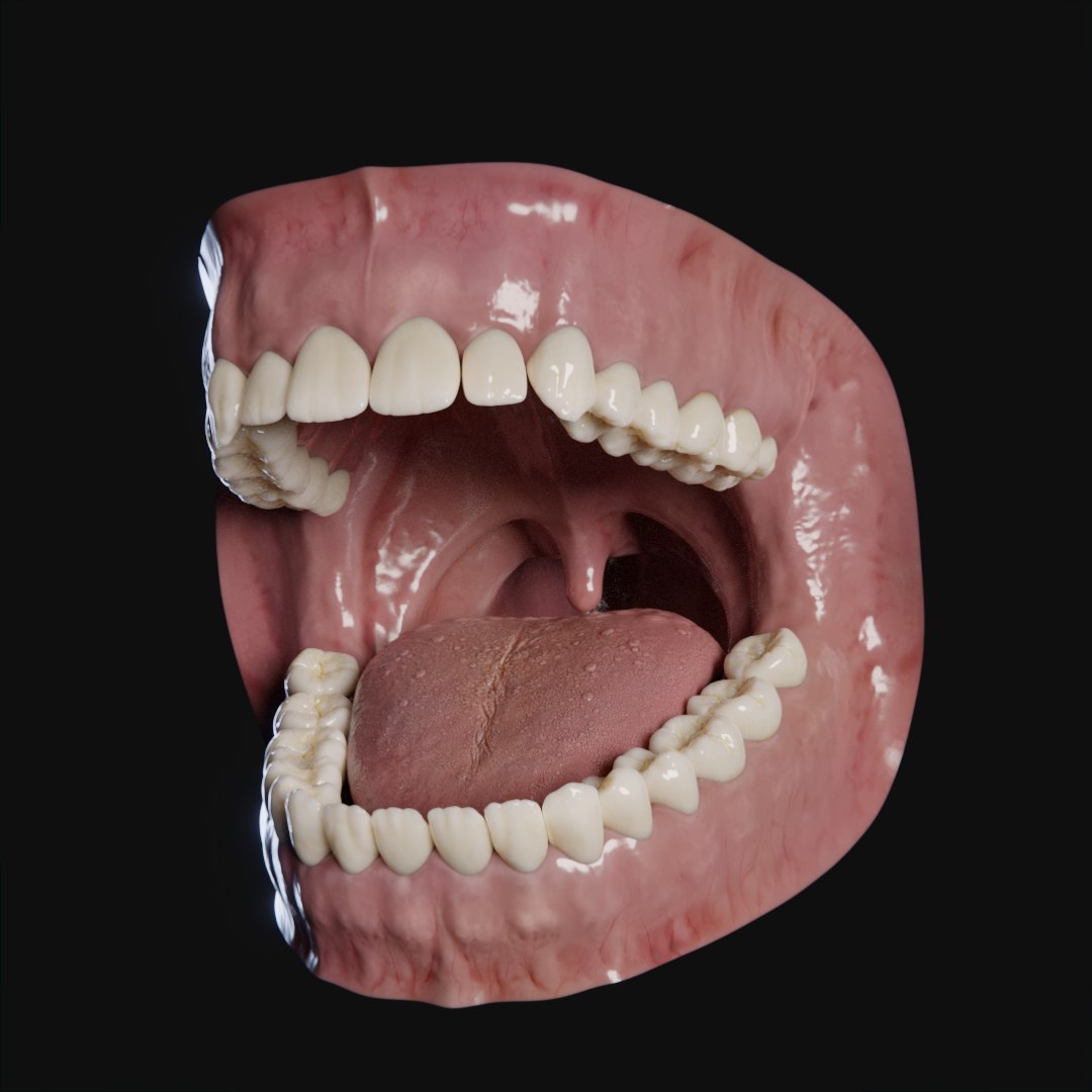 3D human mouth teeth model - TurboSquid 1278134