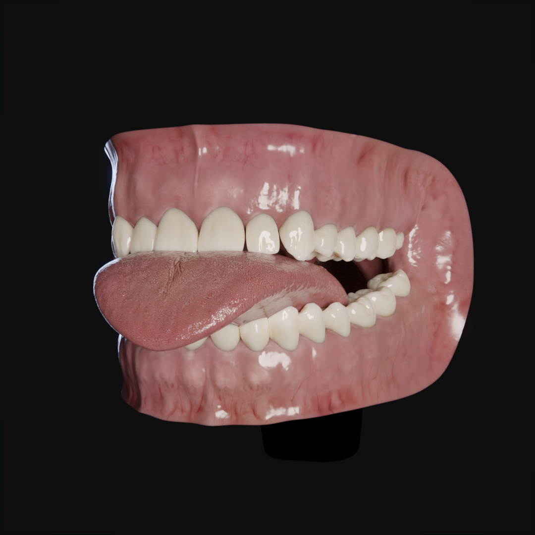 3D human mouth teeth model - TurboSquid 1278134