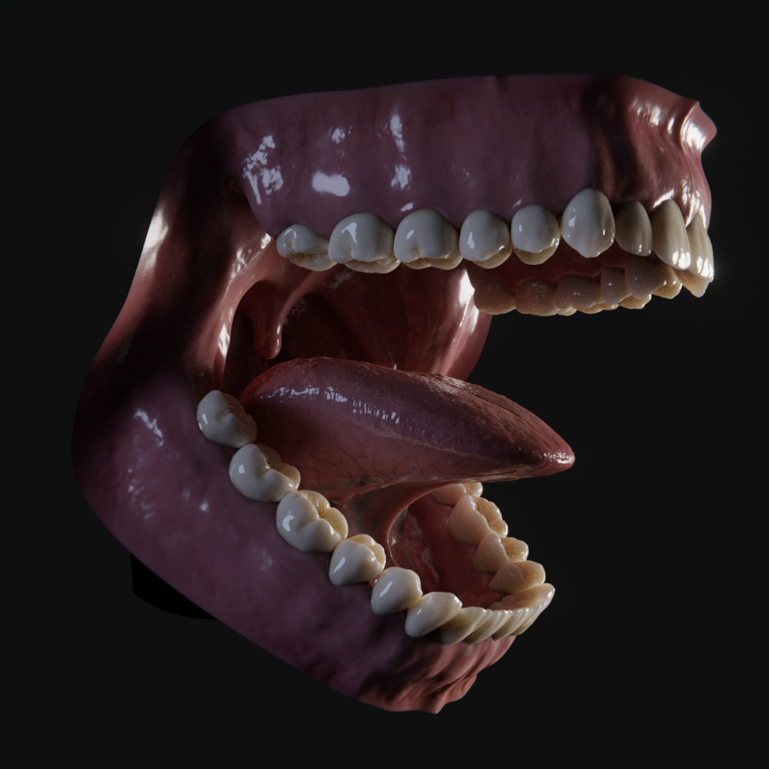 3D human mouth teeth model - TurboSquid 1278134