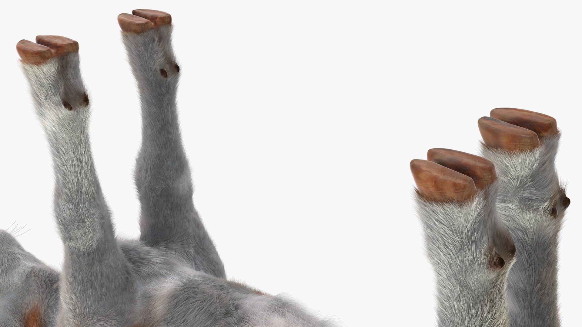 3D Cow Calf Fur Model - TurboSquid 2258183