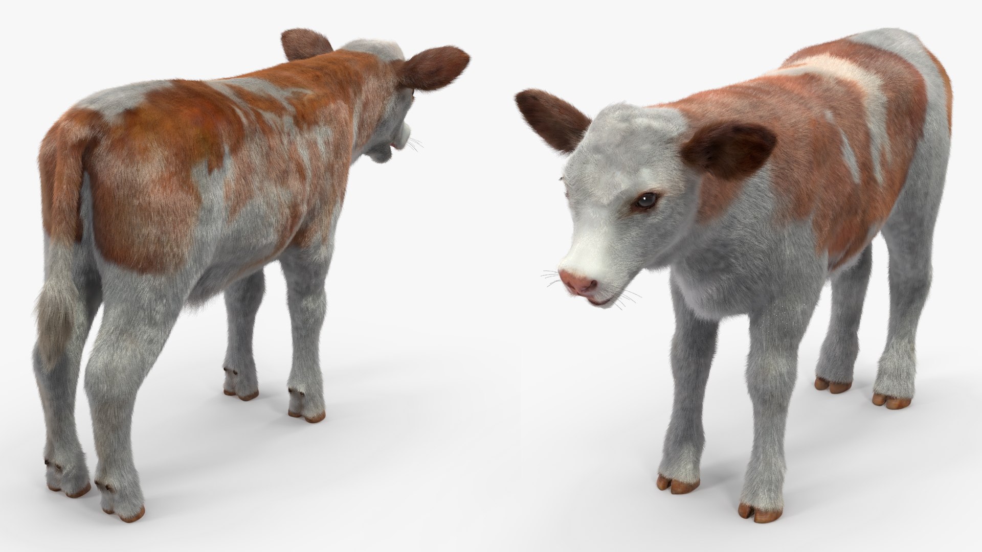 3D Cow Calf Fur Model - TurboSquid 2258183