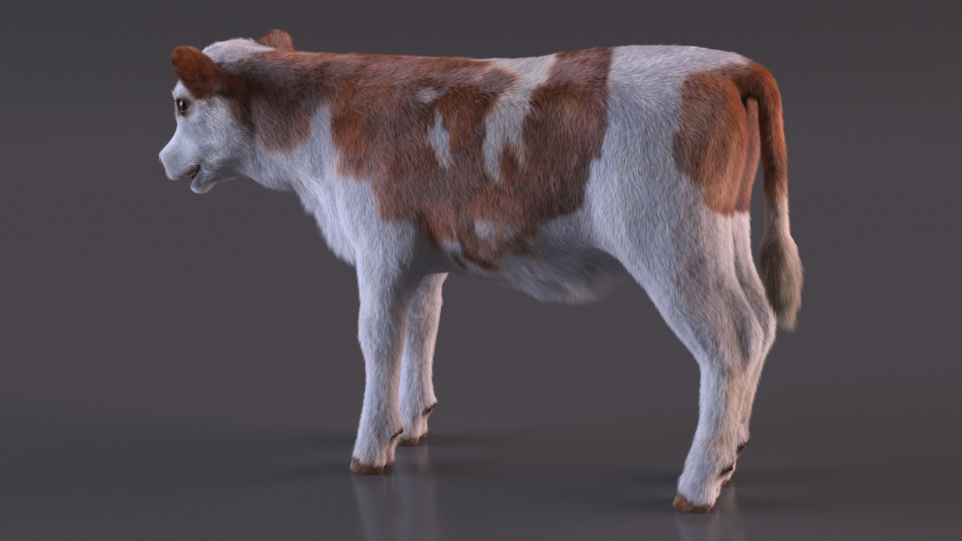 3D Cow Calf Fur Model - TurboSquid 2258183