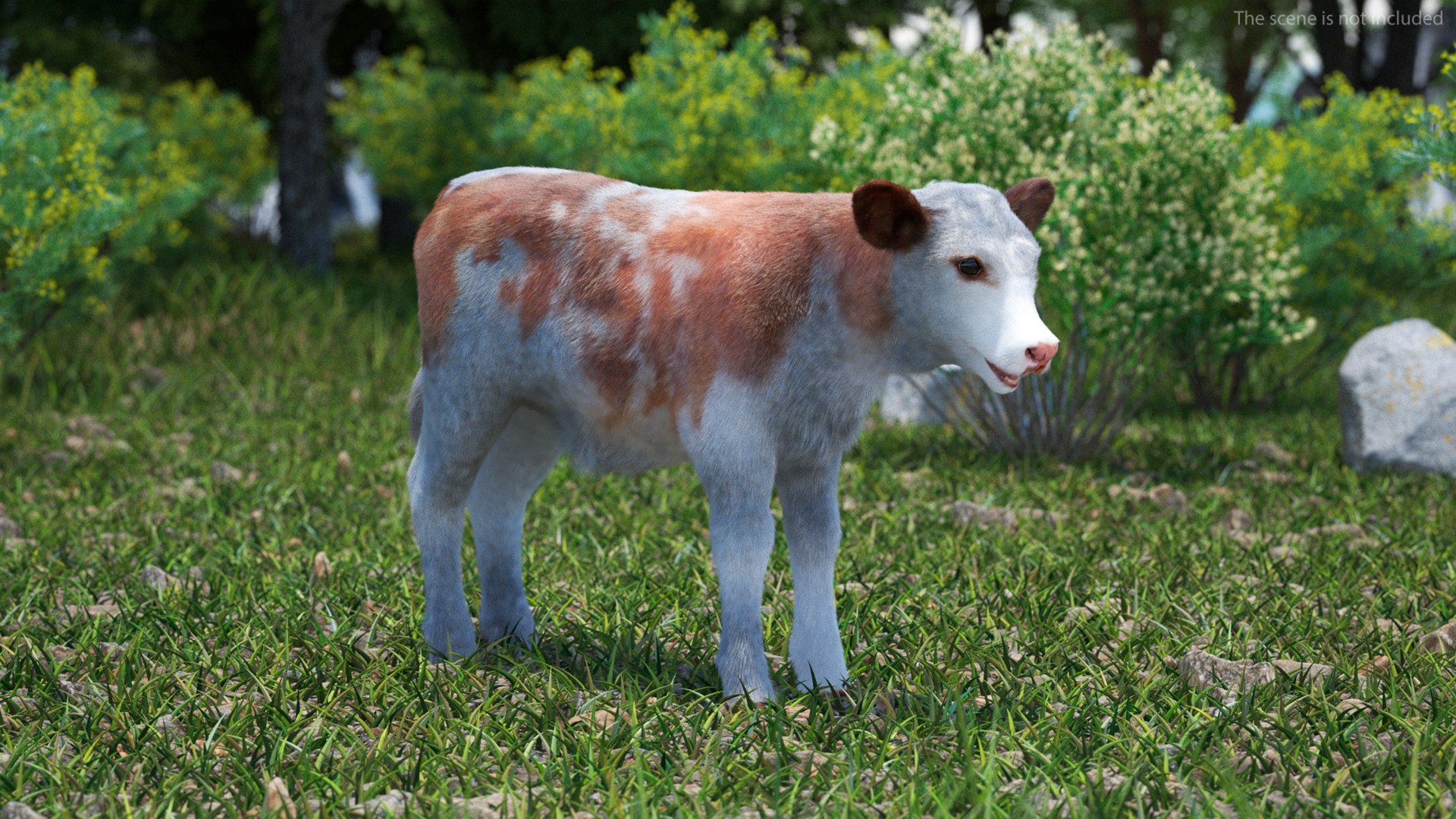 3D Cow Calf Fur Model - TurboSquid 2258183