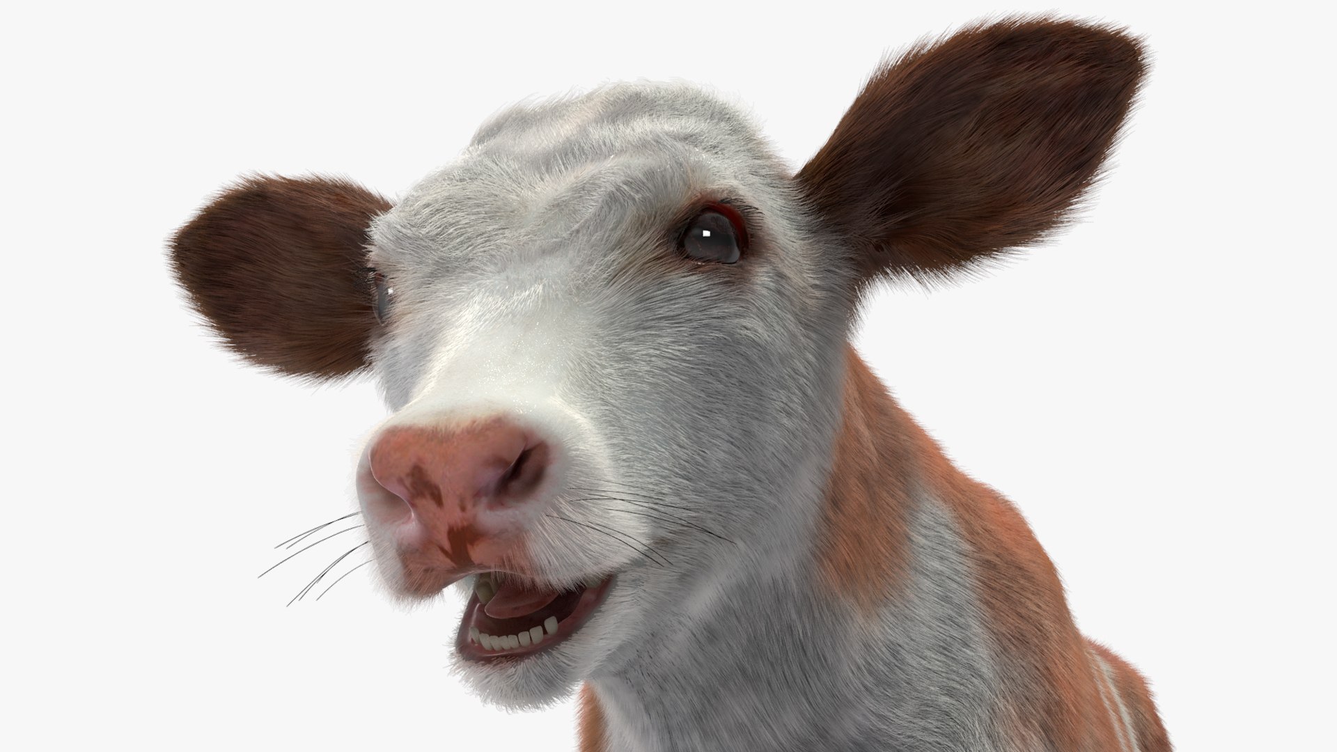 3D Cow Calf Fur Model - TurboSquid 2258183
