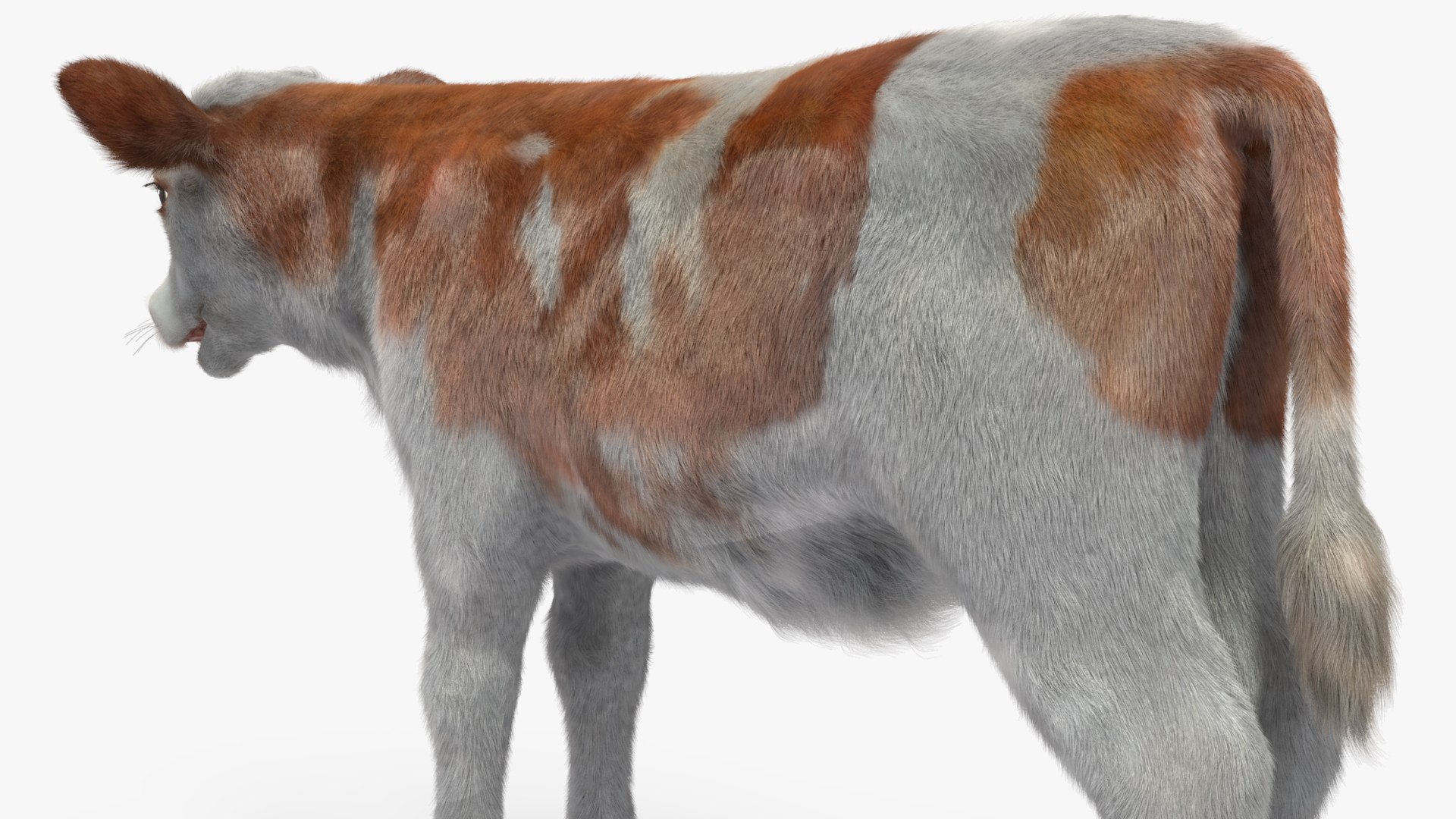 3D Cow Calf Fur Model - TurboSquid 2258183
