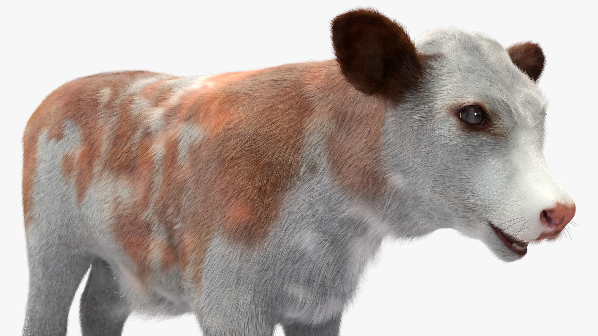 3D Cow Calf Fur Model - TurboSquid 2258183