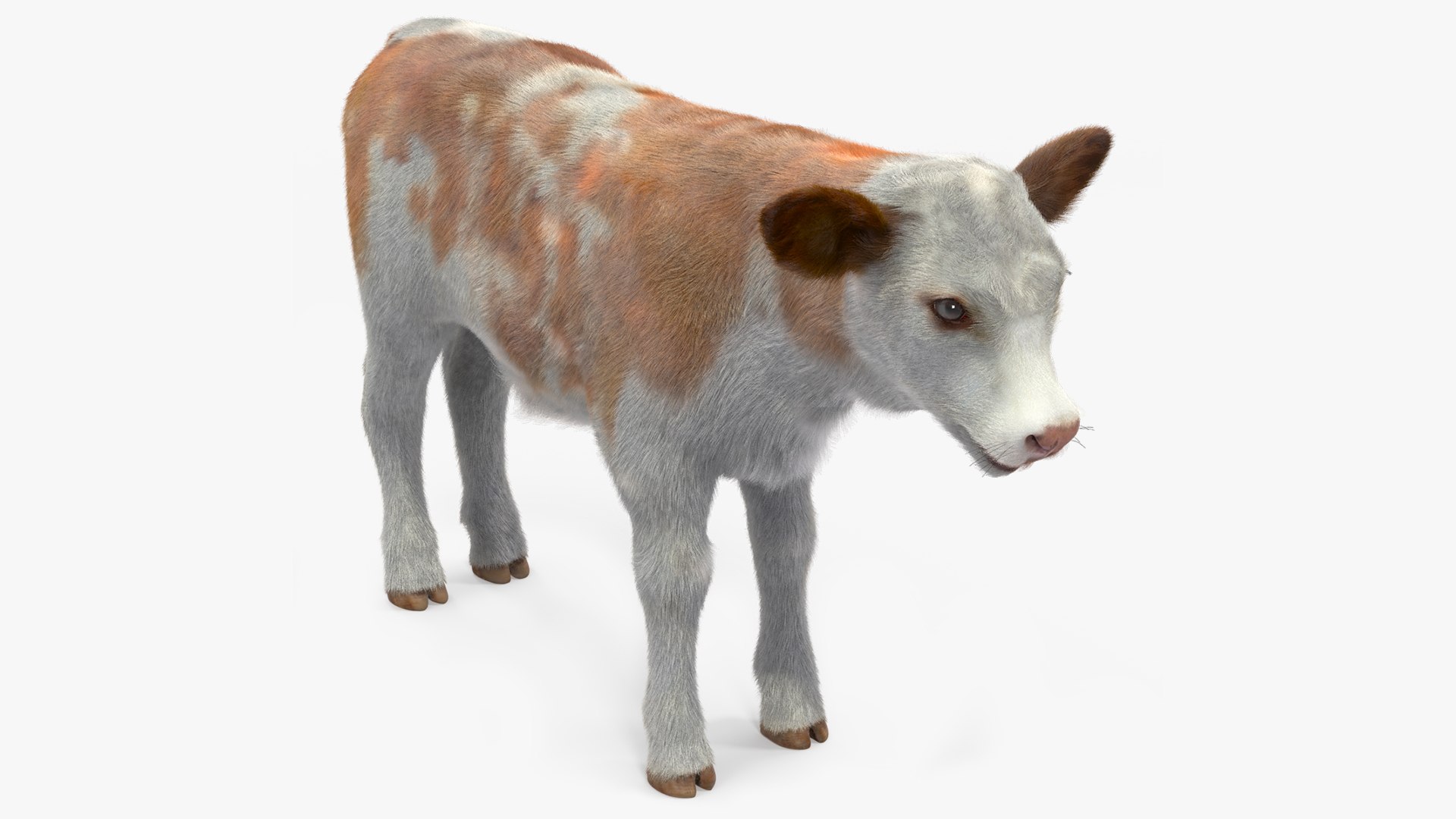 3D Cow Calf Fur Model - TurboSquid 2258183