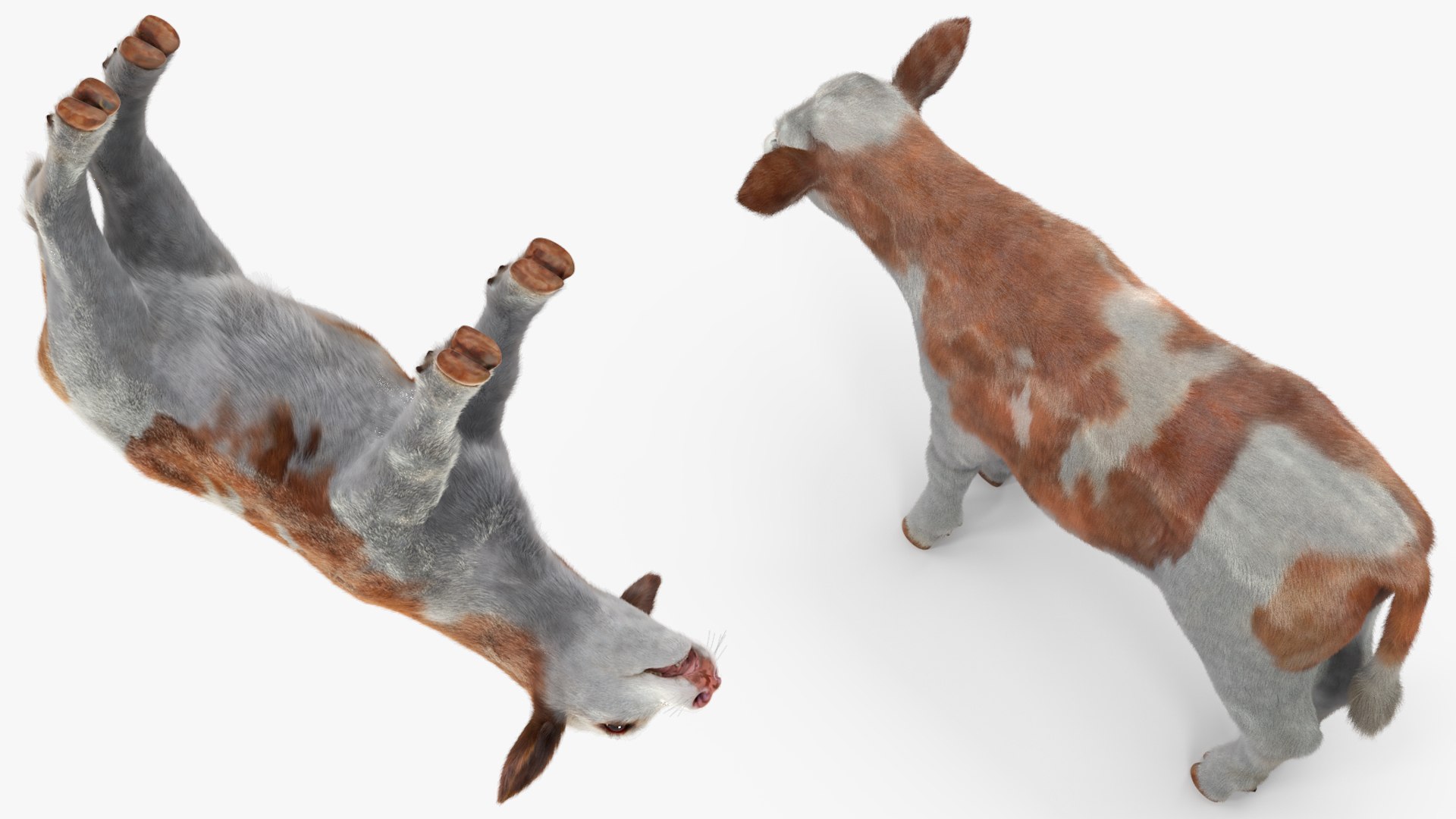 3D Cow Calf Fur Model - TurboSquid 2258183