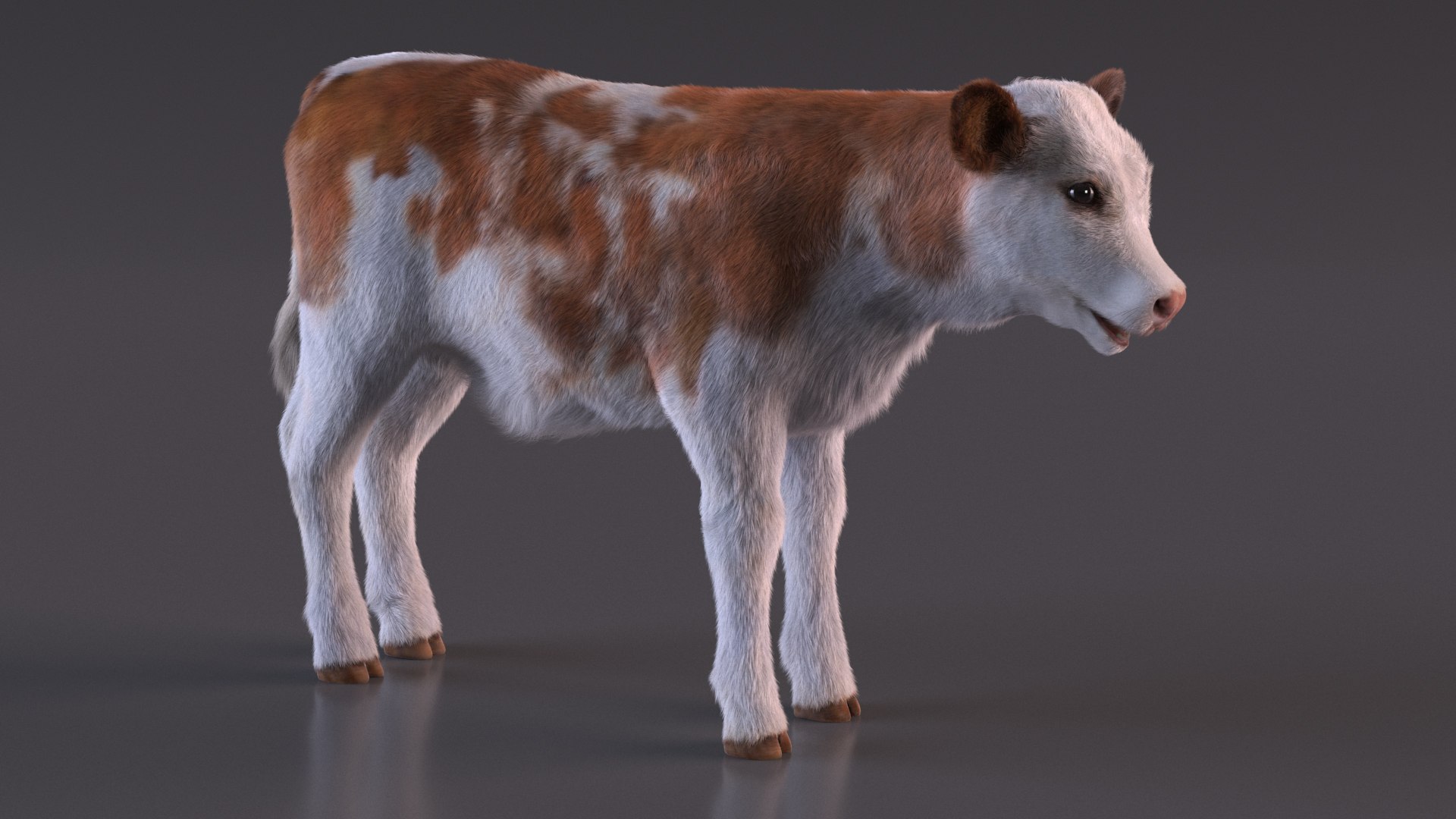 3D Cow Calf Fur Model - TurboSquid 2258183