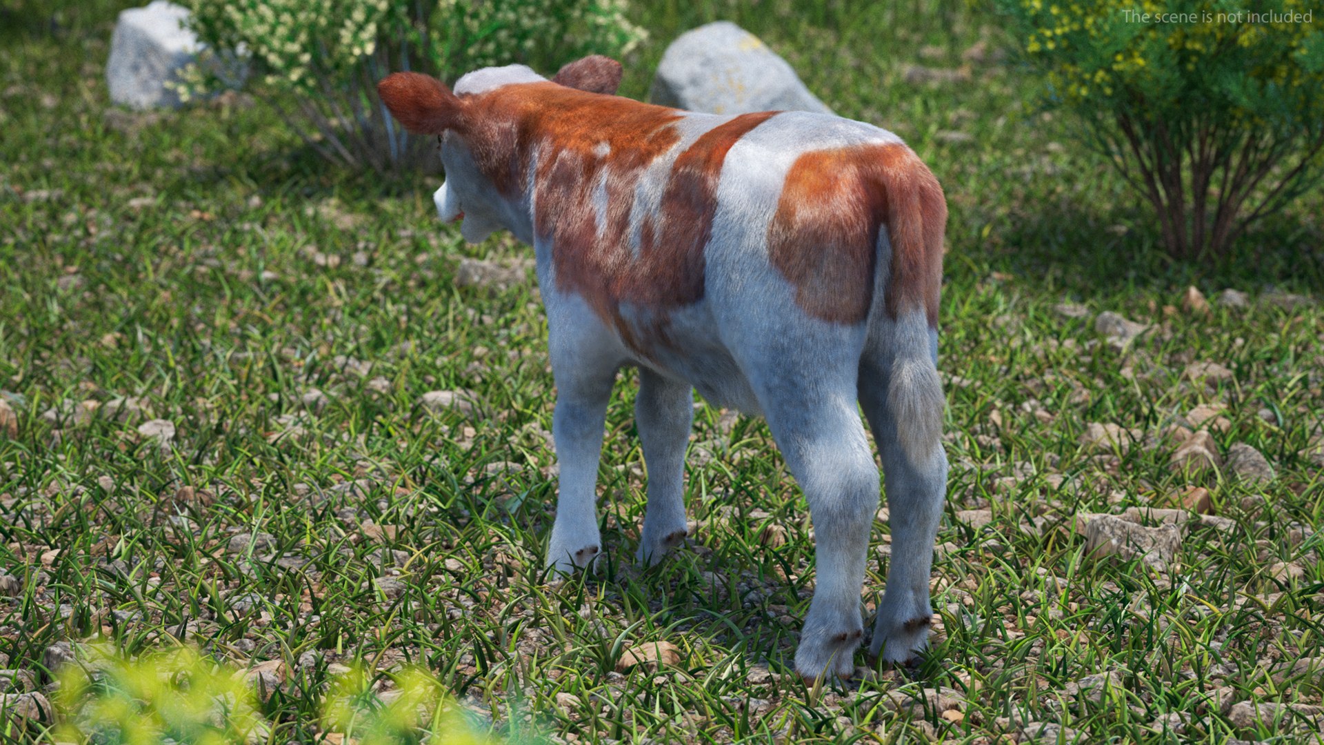 3D Cow Calf Fur Model - TurboSquid 2258183