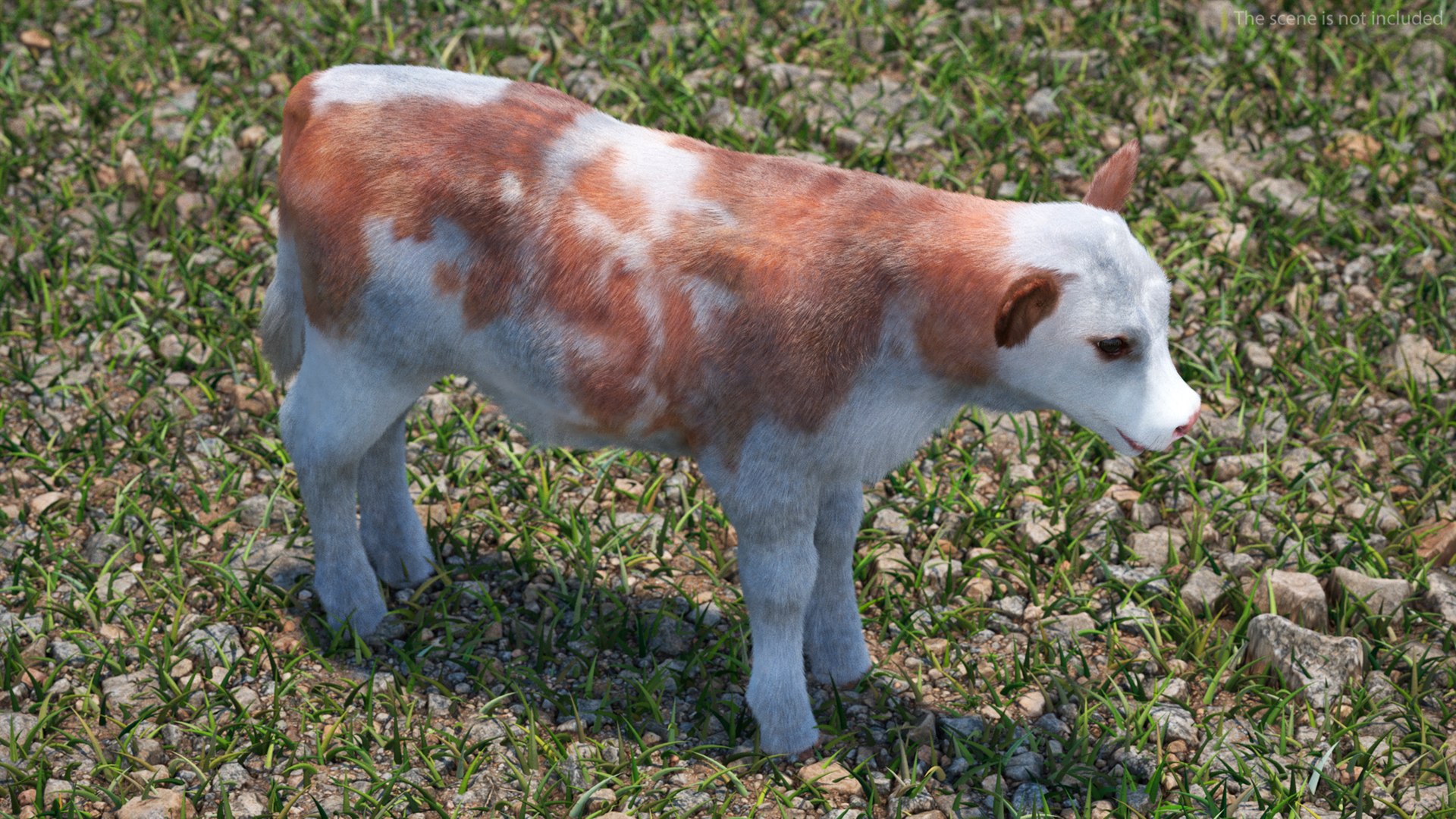 3D Cow Calf Fur Model - TurboSquid 2258183