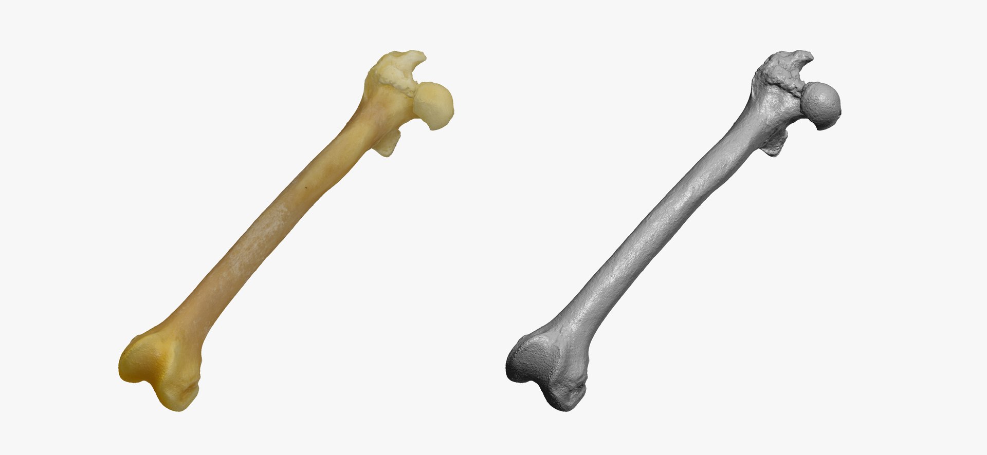 Pavian Monkey Male Femur Bone 01 RAW Scan 3D Model - TurboSquid 1715469