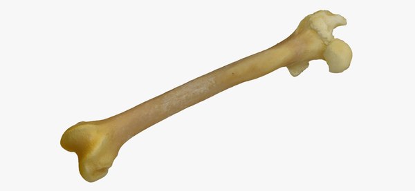 Pavian Monkey Male Femur Bone 01 RAW Scan 3D model - TurboSquid 1715469