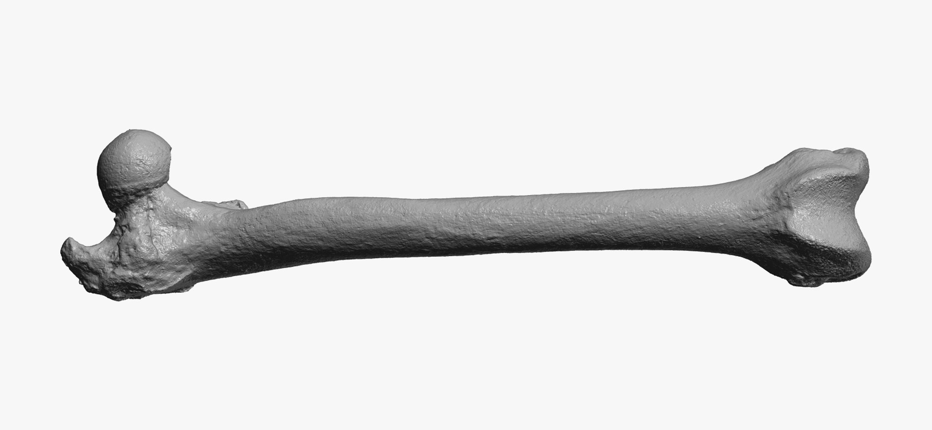 Pavian Monkey Male Femur Bone 01 RAW Scan 3D Model - TurboSquid 1715469