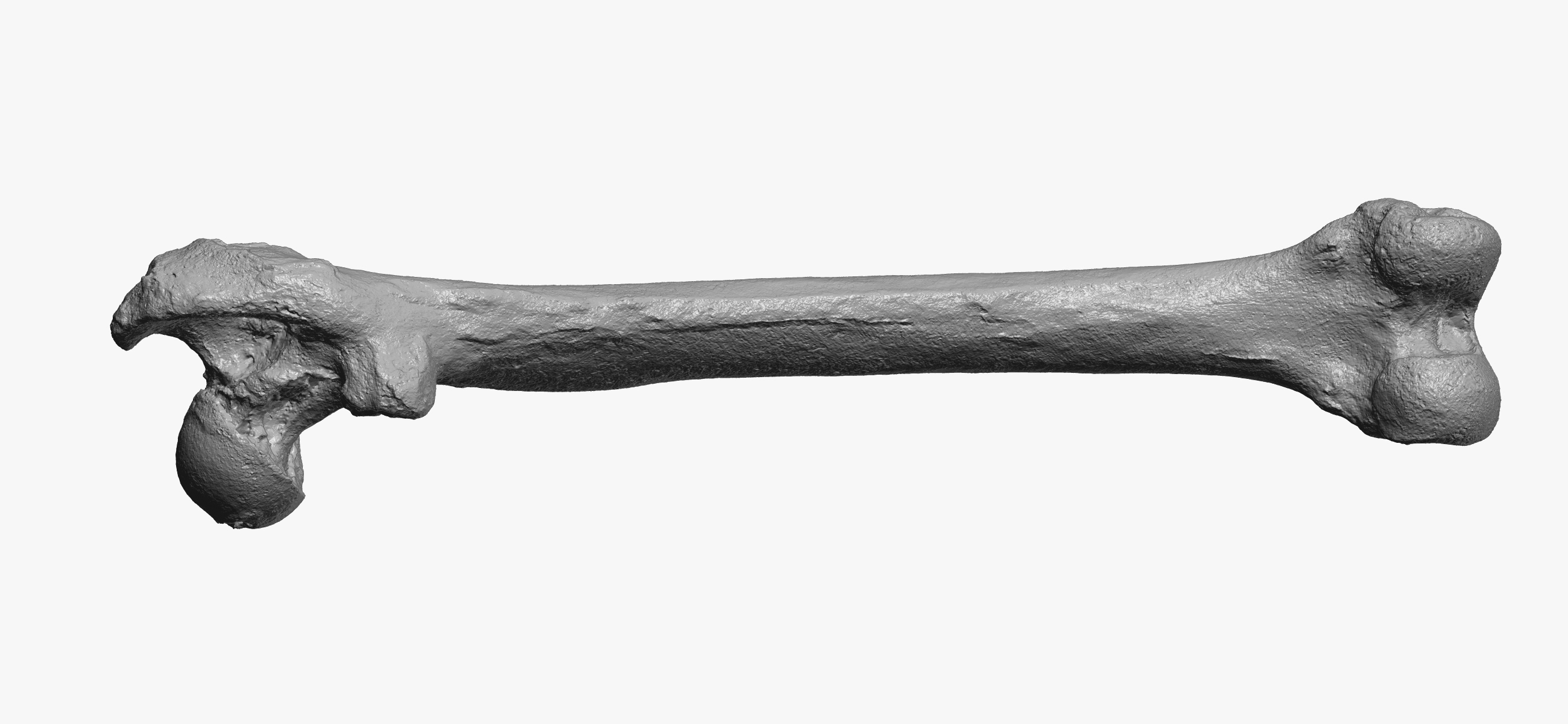 Pavian Monkey Male Femur Bone 01 RAW Scan 3D model - TurboSquid 1715469