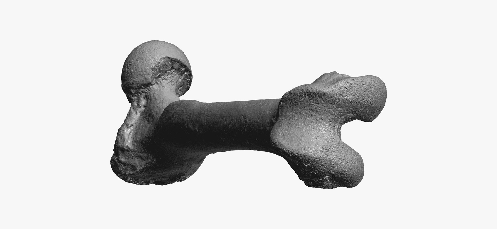 Pavian Monkey Male Femur Bone 01 RAW Scan 3D Model - TurboSquid 1715469