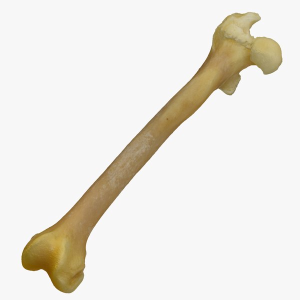 3D Pavian Monkey Male Talus Bone 01 RAW Scan model - TurboSquid 1715476