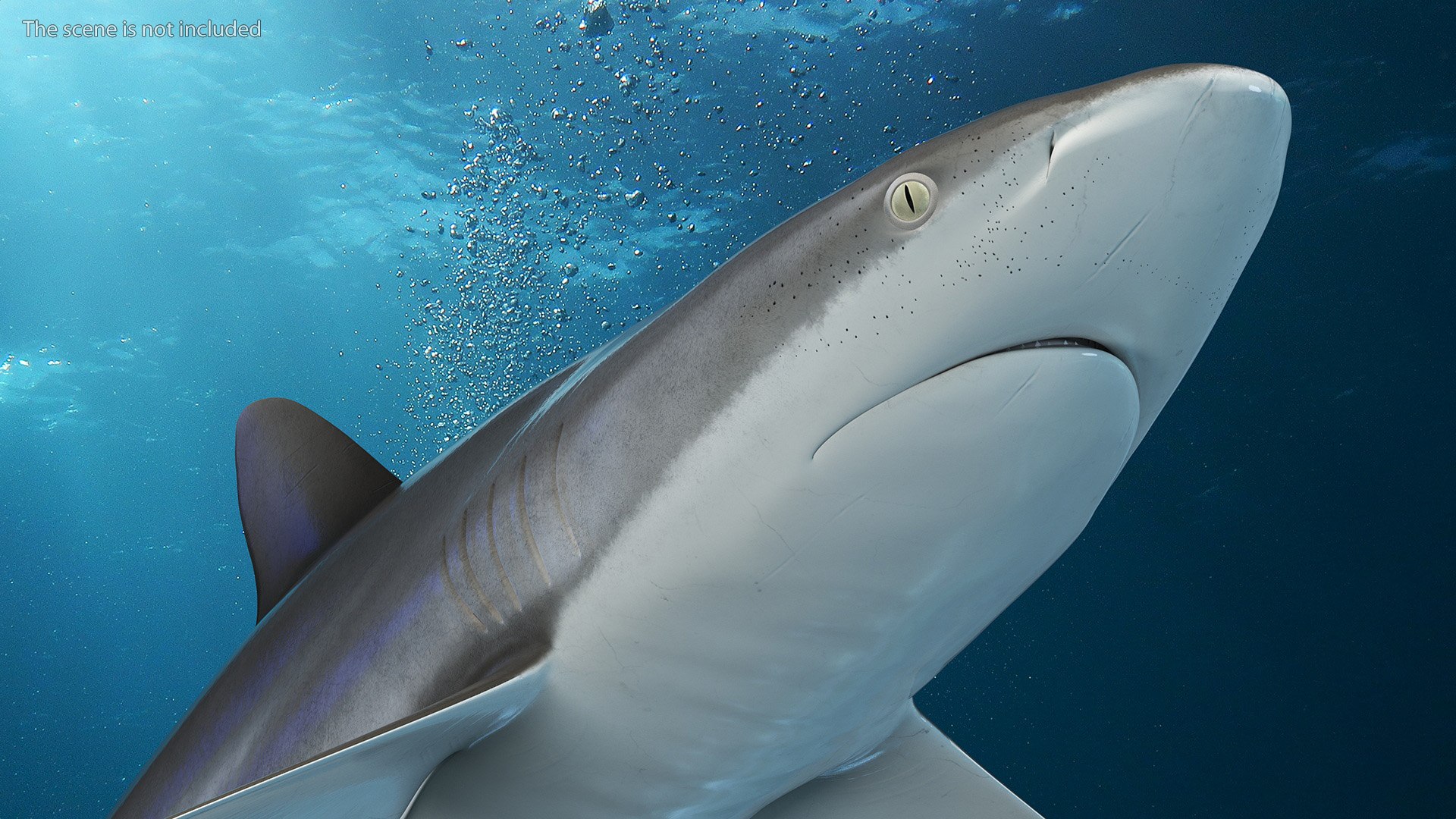 3D Realistic Silky Shark Rigged For Cinema 4D Model - TurboSquid 2286772