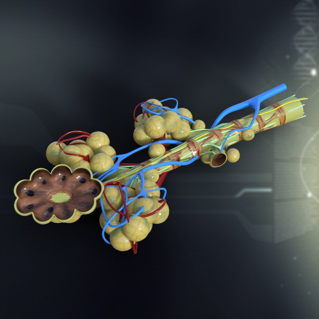 C4d Bronchial Anatomy Bronchi