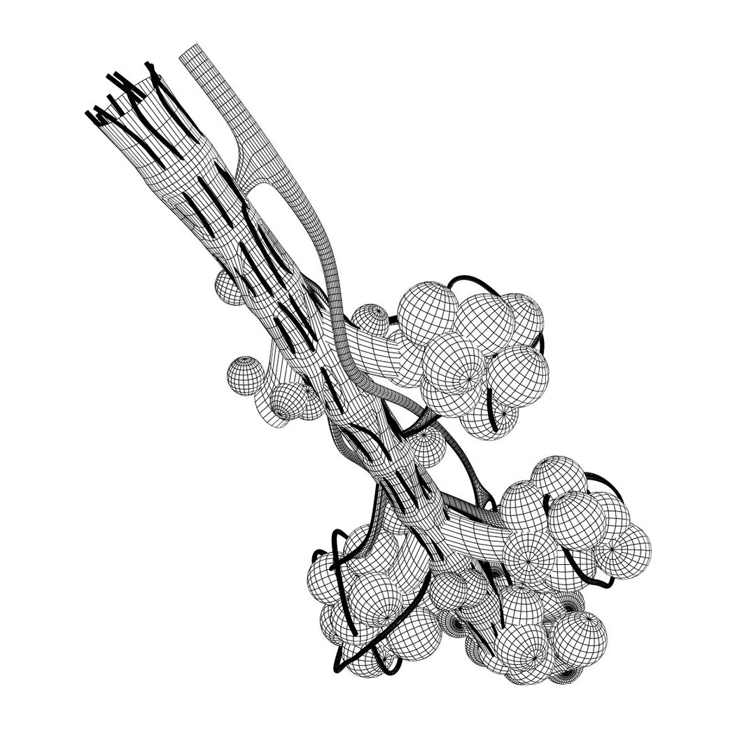 C4d Bronchial Anatomy Bronchi