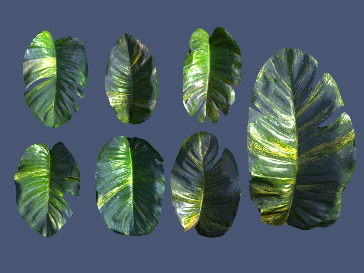 Tropical leaf pack 3D model - TurboSquid 1280807