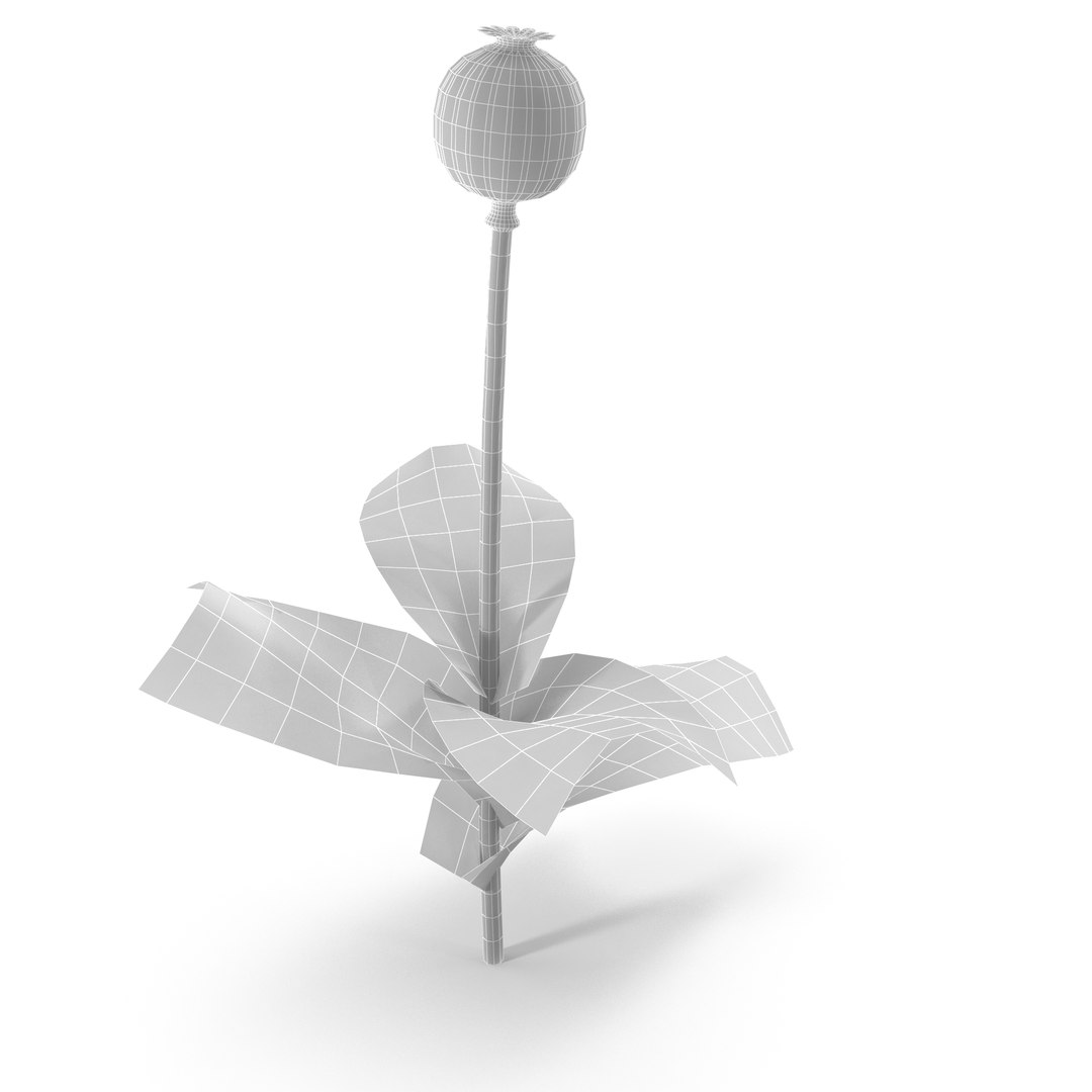 Poppy 3D Model - TurboSquid 1775345