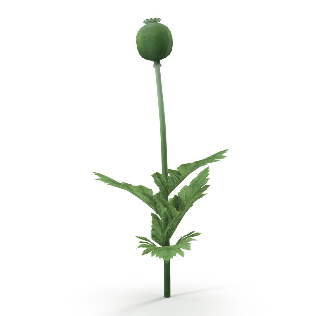 Poppy 3D Model - TurboSquid 1775345