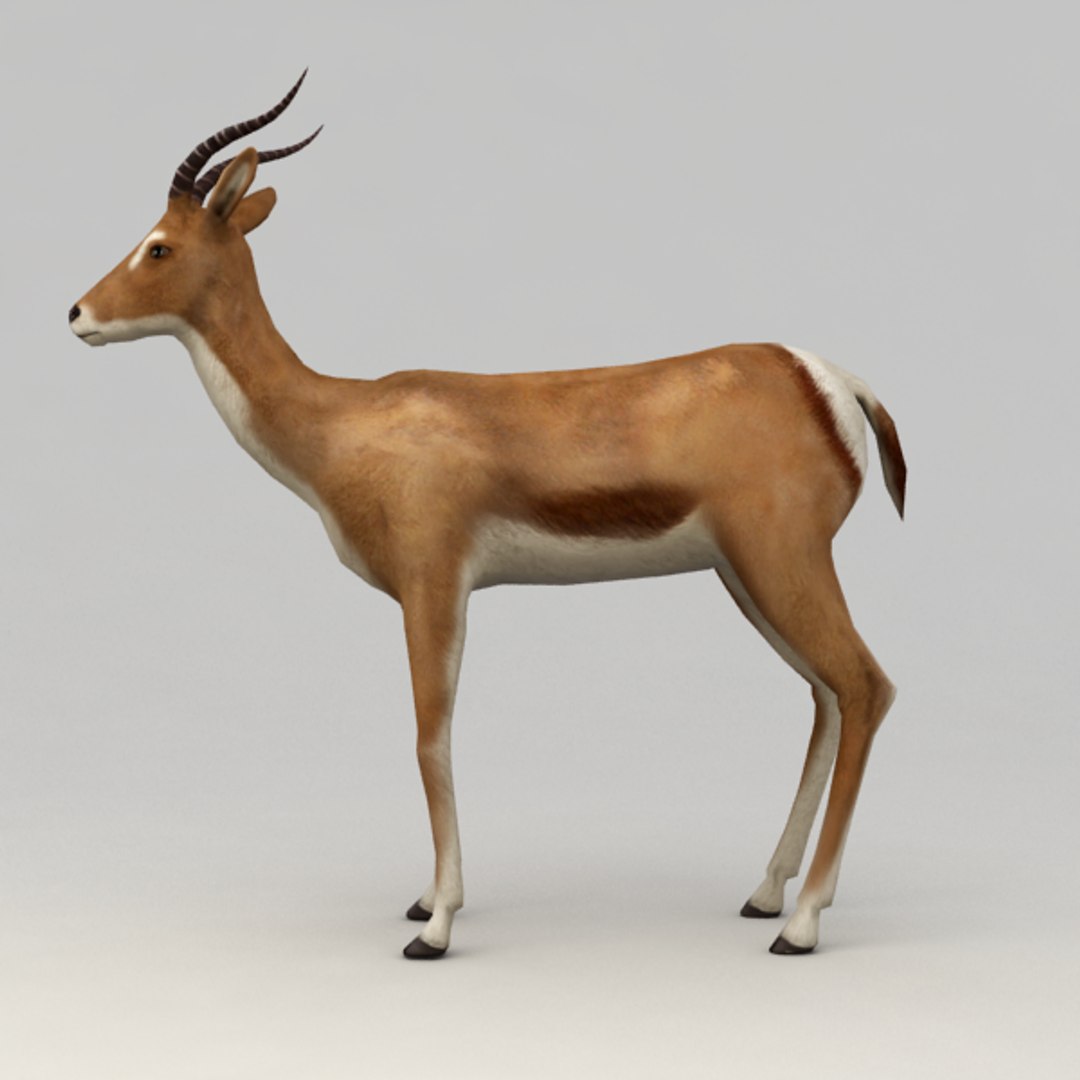 Rigged Antelope 3d Model