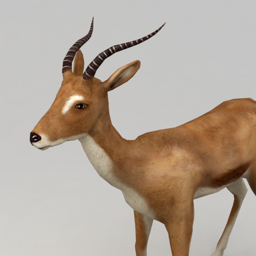 Rigged Antelope 3d Model
