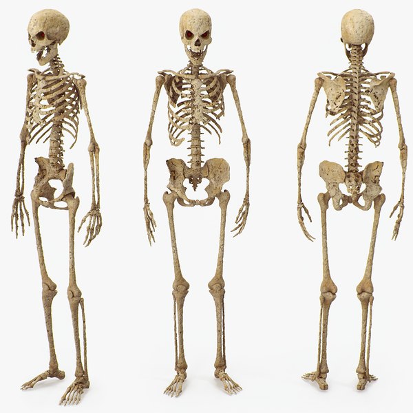 Worn Skeleton poseable character3D模型 - TurboSquid 1966439