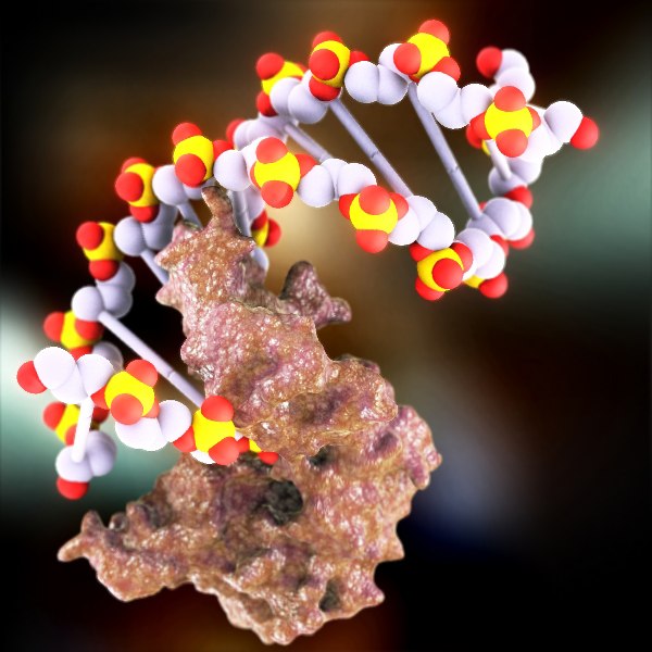 3d model dna ligase protein