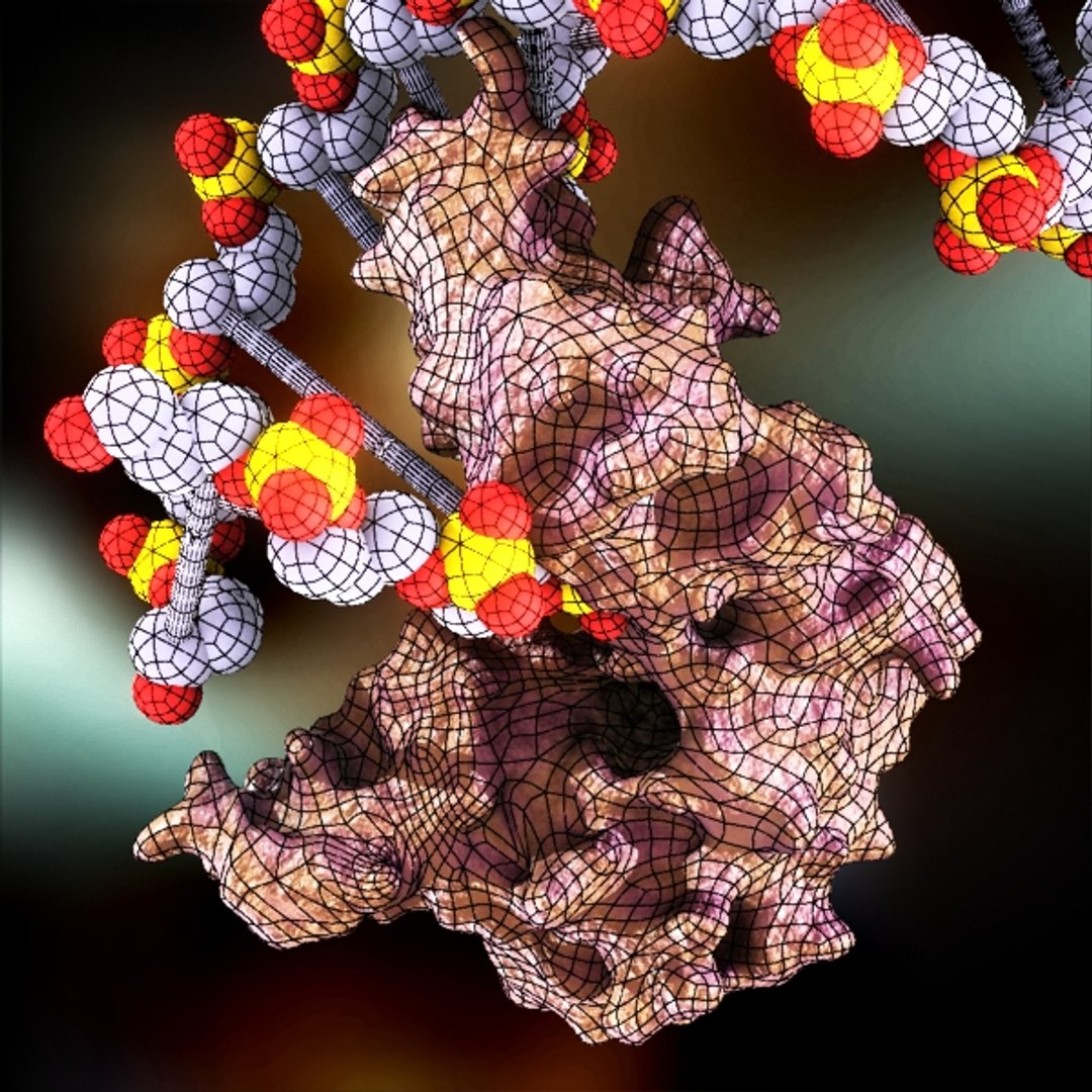 3d Model Dna Ligase Protein
