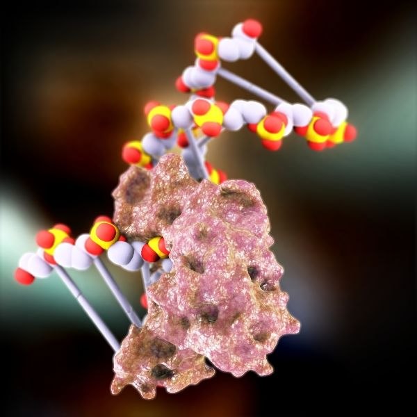 3d model dna ligase protein