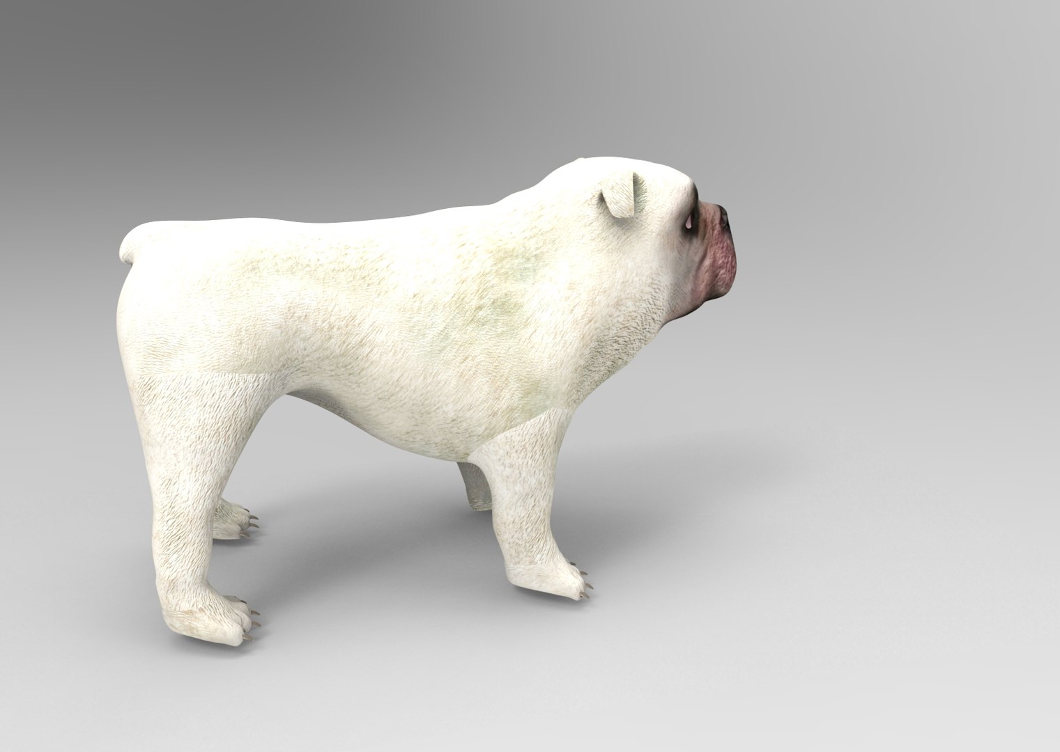 bull dog 3d model