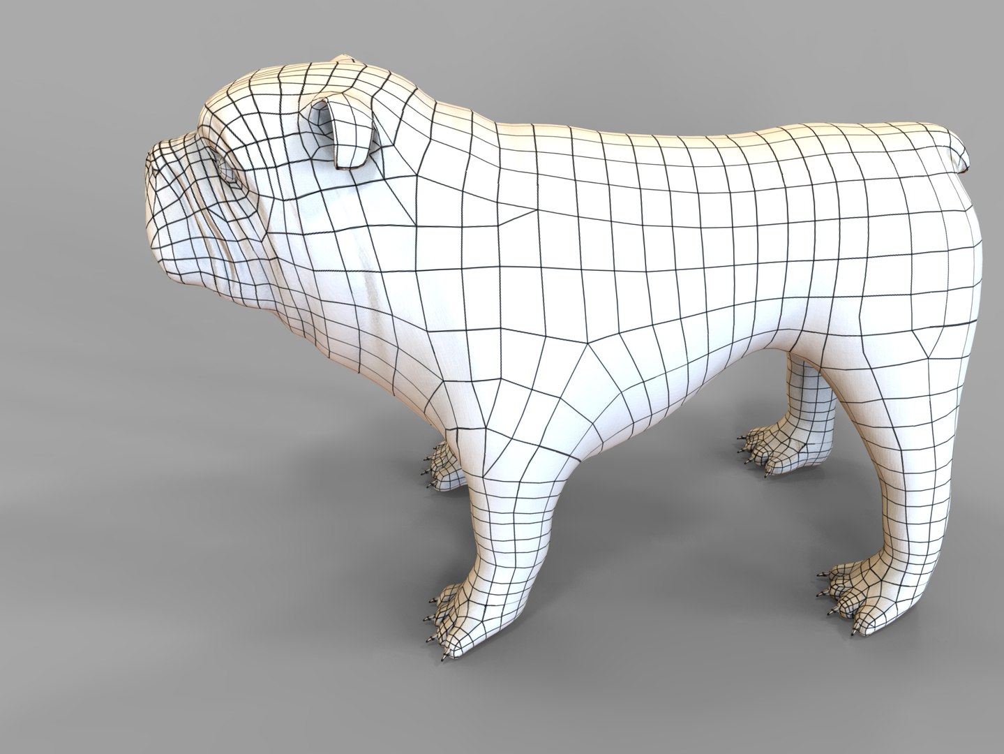 bull dog 3d model